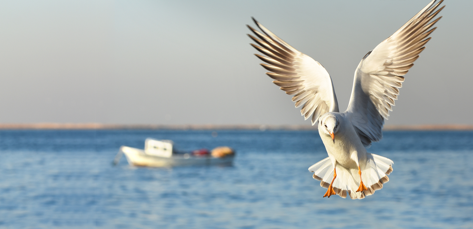 Richard Bach, Galeb Jonathan Livingston